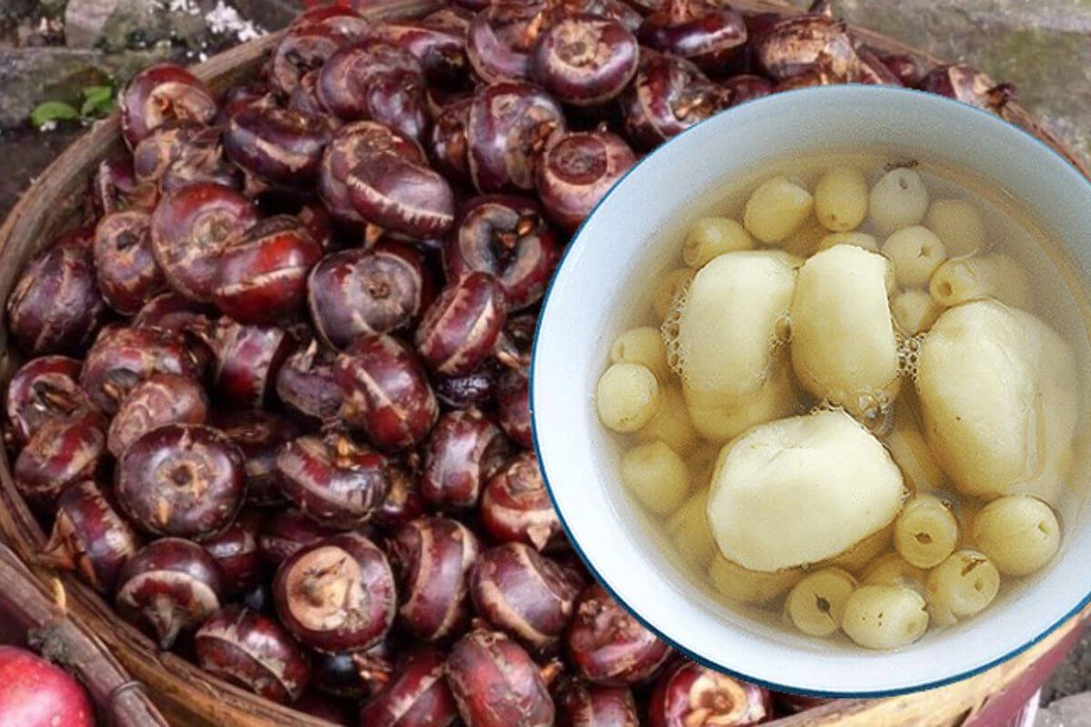 Đặc Sản 'Dưới Lòng Đất' Củ Mã Thầy Có Từ Nam Ra Bắc Việt Nam ...