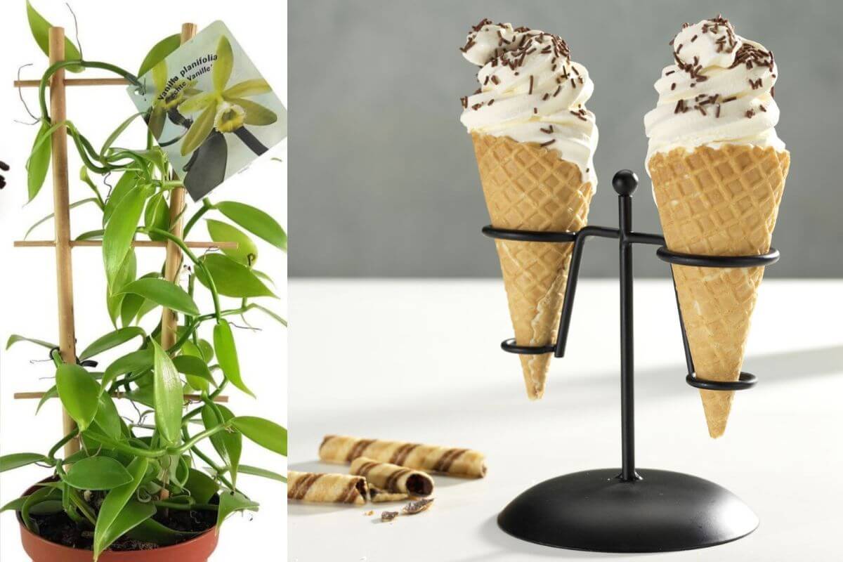 Kem Vani Không Phải Màu Trắng Như Bạn Tưởng! | | FoodDaily.vn