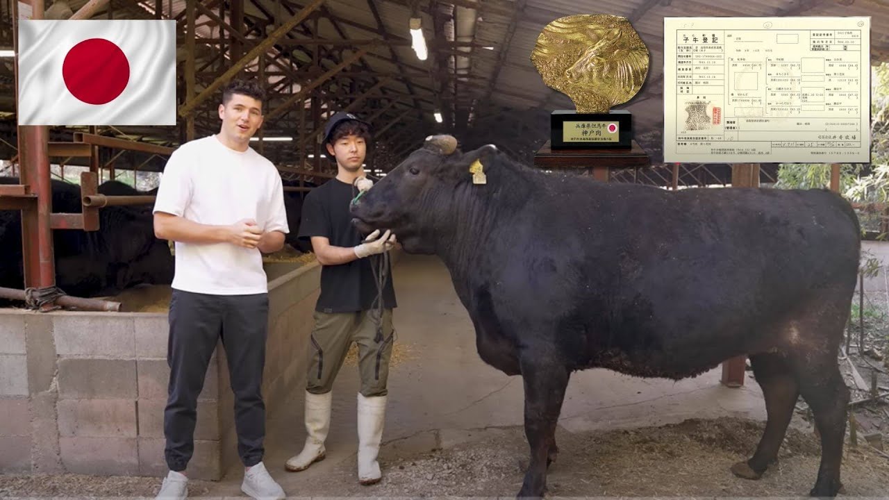 Theo Chân Nick Khám Phá Quy Trình Nuôi Và Đấu Giá Bò Kobe Tại Nhật | | FoodDaily.vn